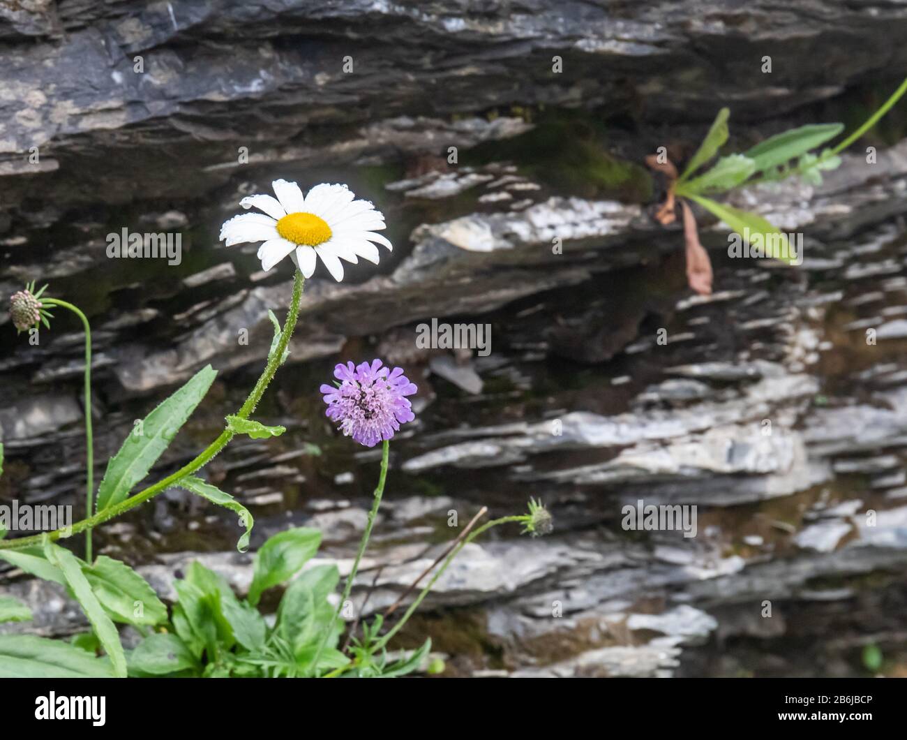 Flowers growing out of a rock hi-res stock photography and images - Alamy