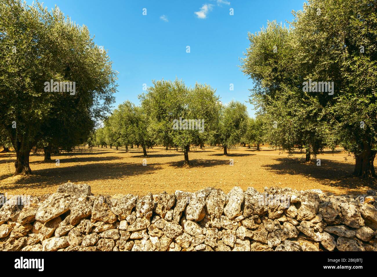 Olive in puglia region hi-res stock photography and images - Alamy