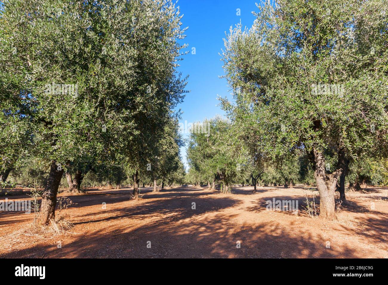 Olive plantation with old olive tree in the Apulia region, Italy Stock ...