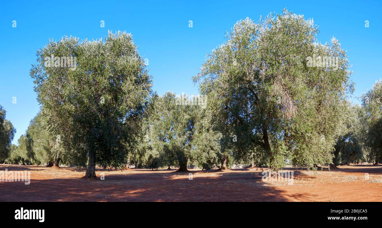 Olive plantation with old olive tree in the Apulia region, Italy Stock ...