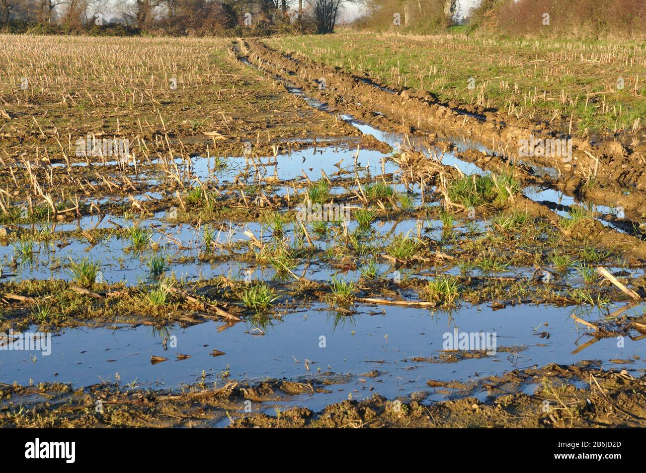 Flooded corn field Stock Photo - Alamy