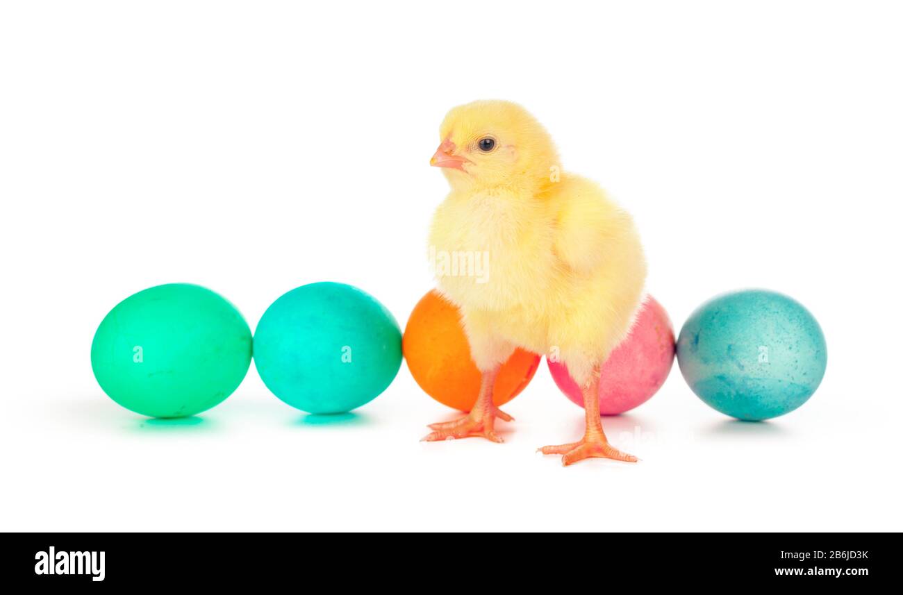 Easter colorful eggs and cute little chicken isolated on white Stock ...
