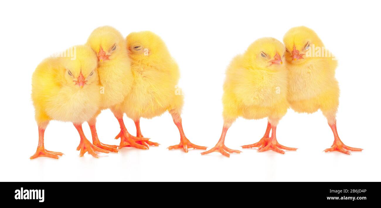 chicks in front of white background. creative photo Stock Photo - Alamy