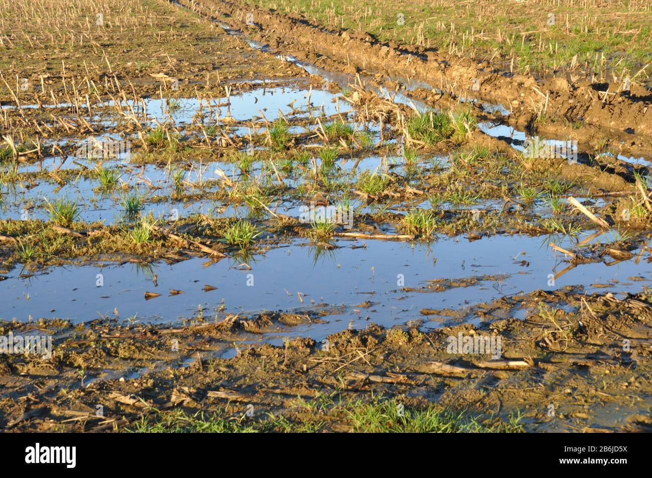 Flooded corn field hi-res stock photography and images - Alamy
