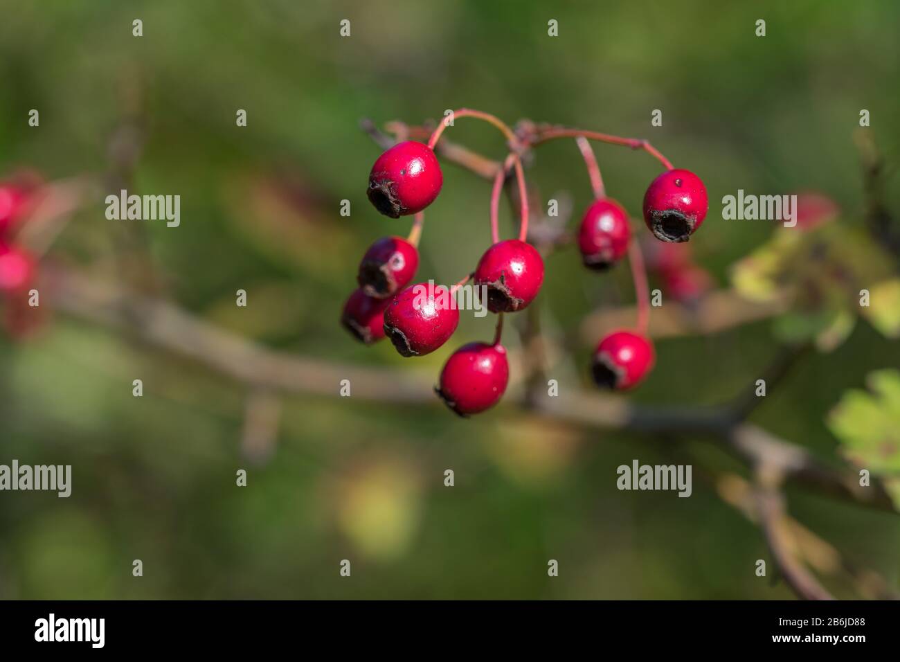 Red hawthorn (Crataegus ambigua) berries. Green leaves Stock Photo - Alamy