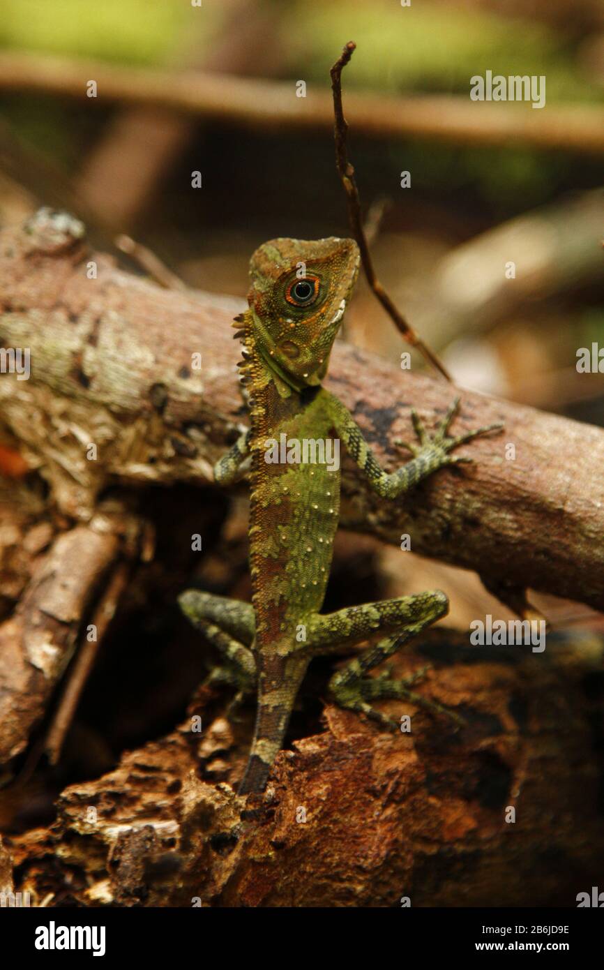 Agamid Lizard, Sarawak Stock Photo - Alamy