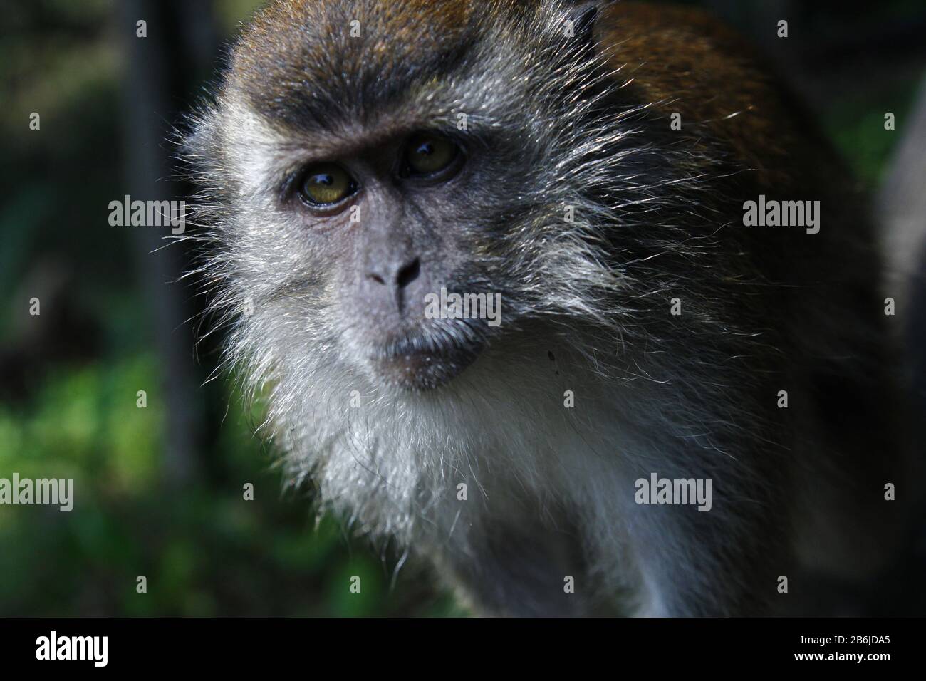 Macaque monkey sarawak hi-res stock photography and images - Alamy