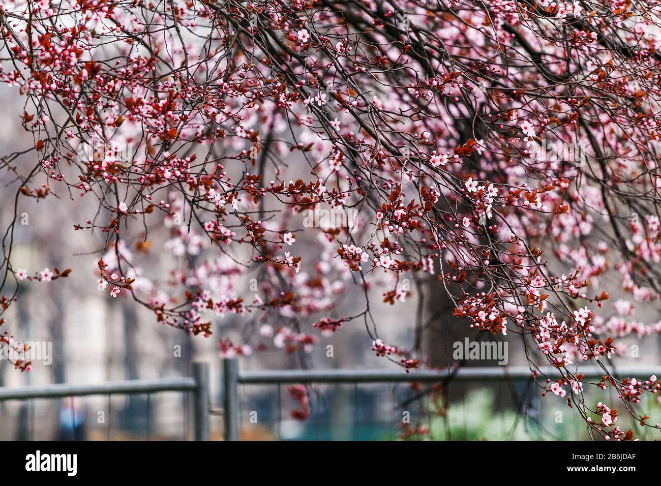 Pink and magenta Spring cherry blossoms in park Stock Photo - Alamy