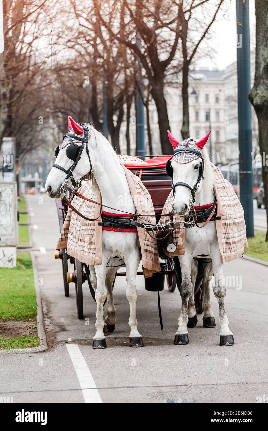 two beautiful decorated white fiaker carriage horses on central streets ...
