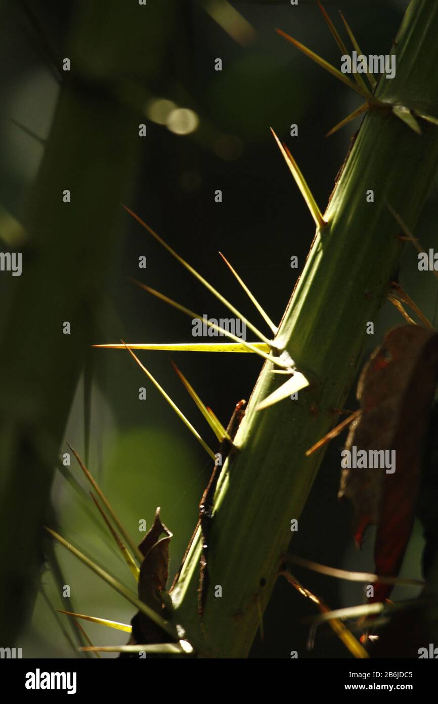Spikes in the Rainforest, Sarawak Stock Photo - Alamy