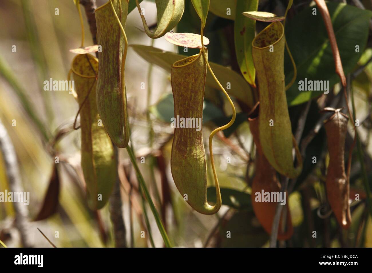 Pitcher plants hi-res stock photography and images - Alamy