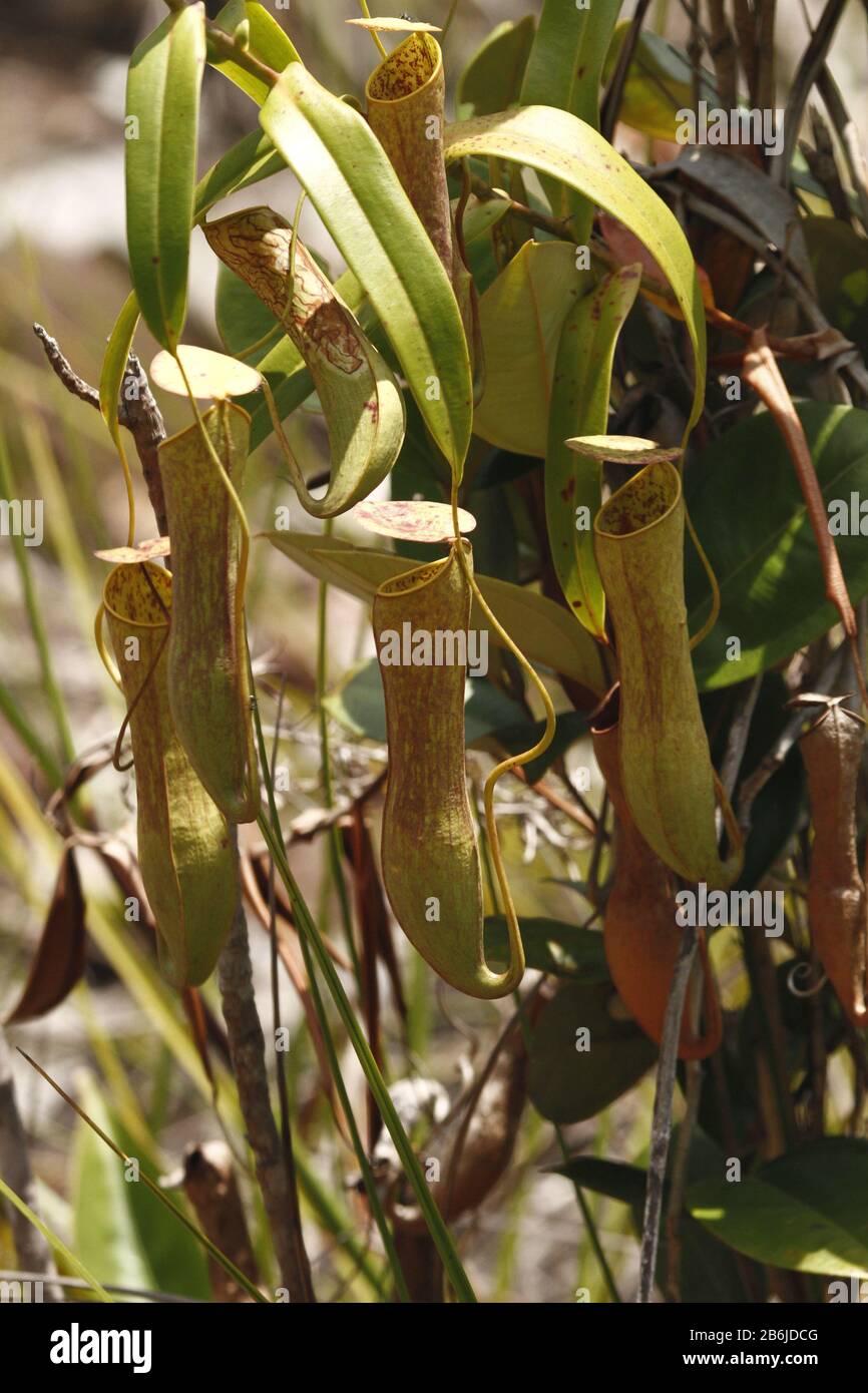 Pitcher plants hi-res stock photography and images - Alamy