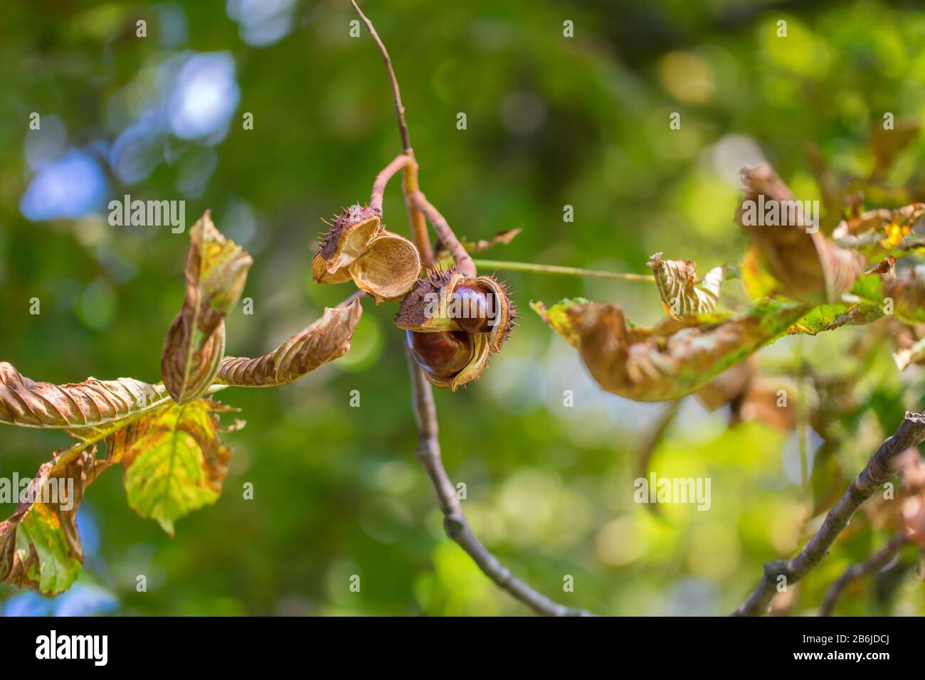 Opened horse chestnut (Aesculus hippocastanum) conker shell hanging ...