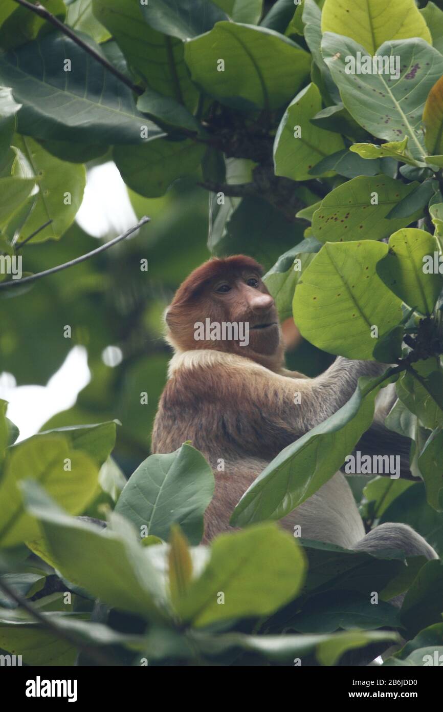 Proboscis Monkey, Sarawak Stock Photo - Alamy