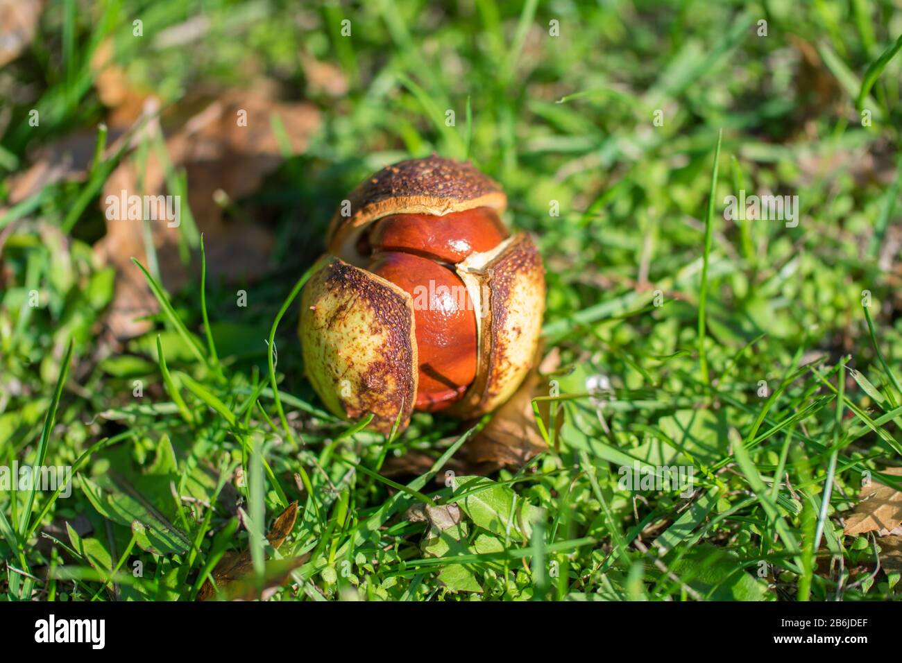 Opened horse chestnut (Aesculus) shell on the ground in green grass ...