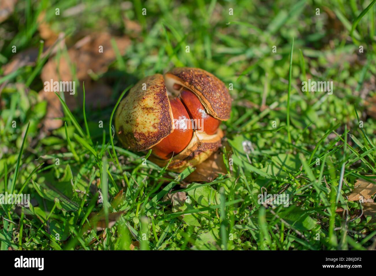 Chestnut hull hi-res stock photography and images - Alamy