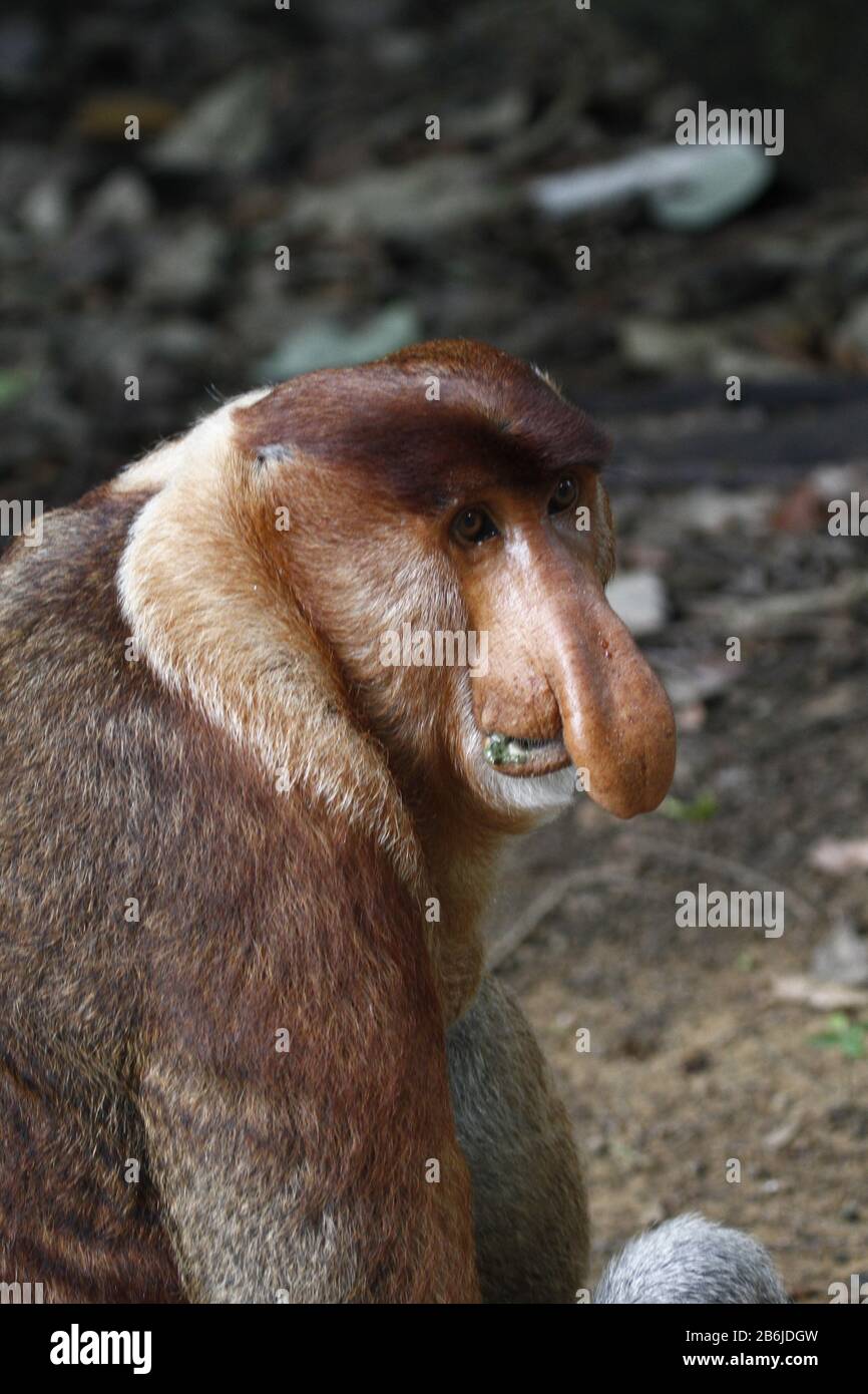 Proboscis Monkey, Sarawak Stock Photo - Alamy