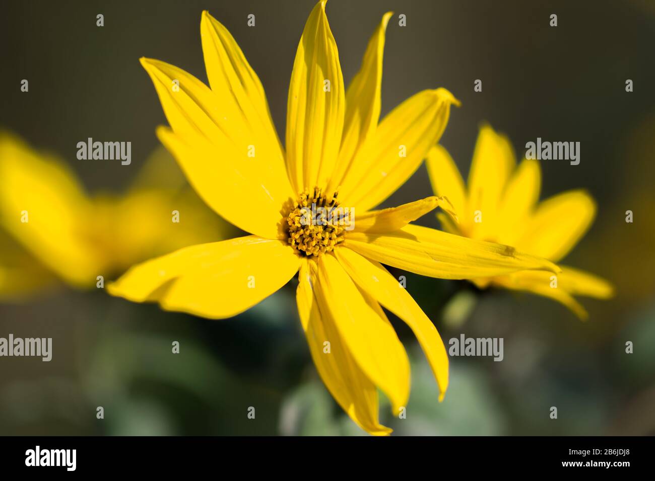 Yellow calliopsis or tickseed (Coreopsis) flower Stock Photo - Alamy