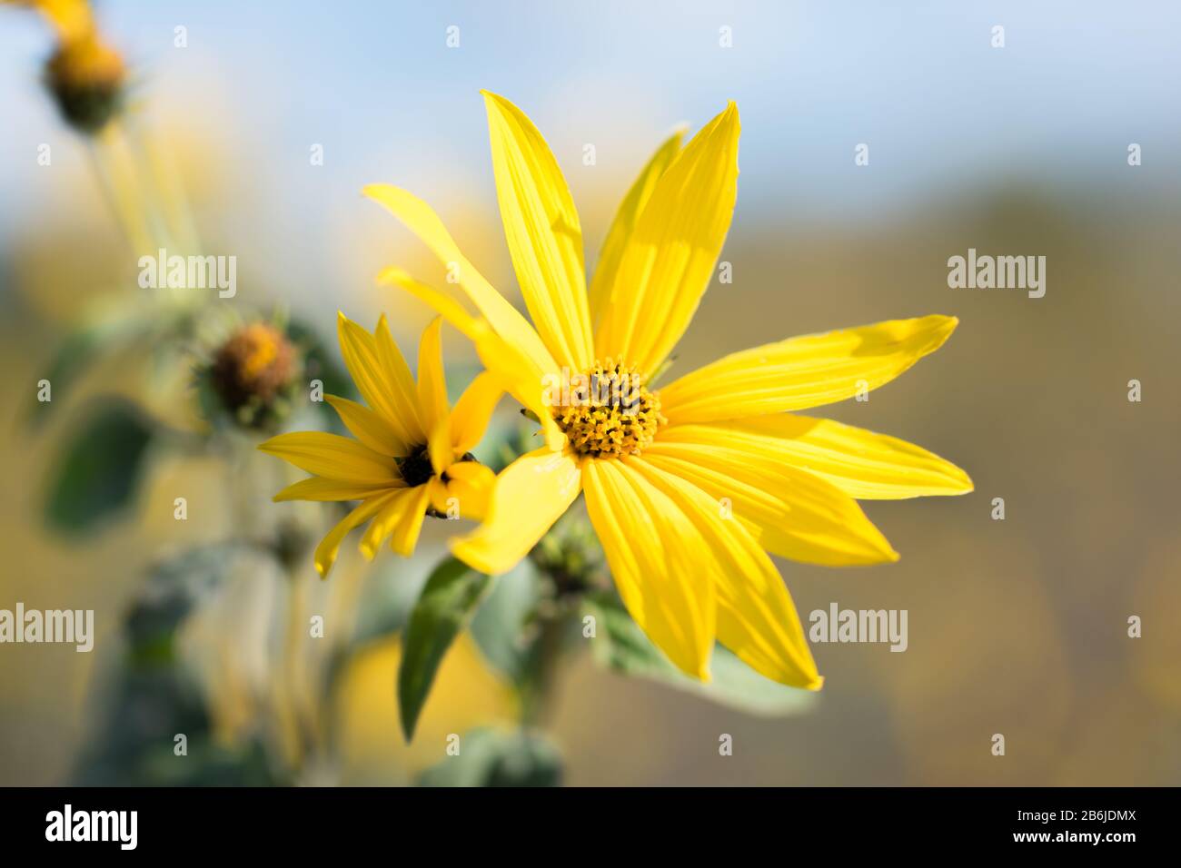 Yellow calliopsis or tickseed (Coreopsis) flower Stock Photo - Alamy