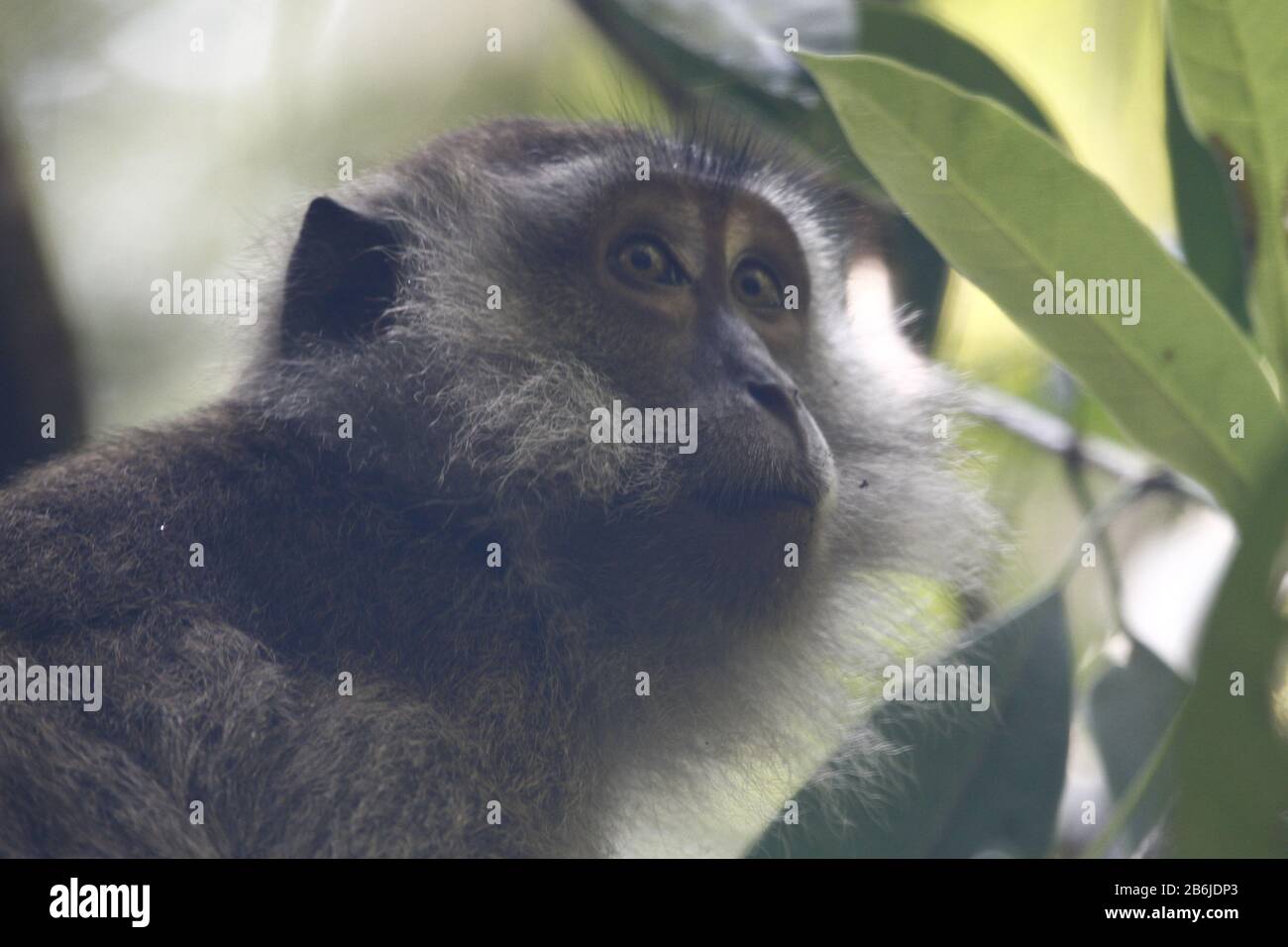 Young macaque hi-res stock photography and images - Alamy