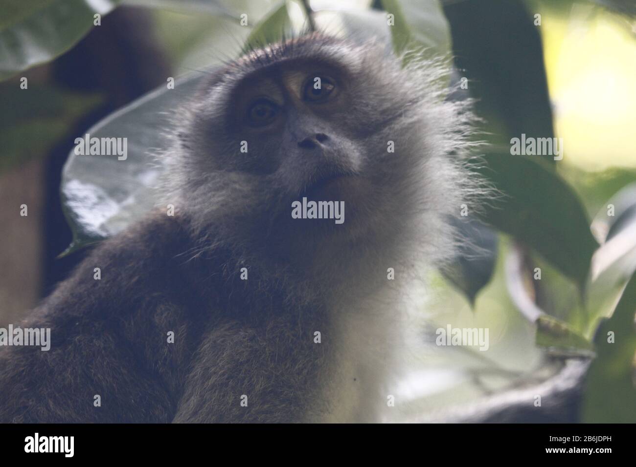 Macaque monkey sarawak hi-res stock photography and images - Alamy