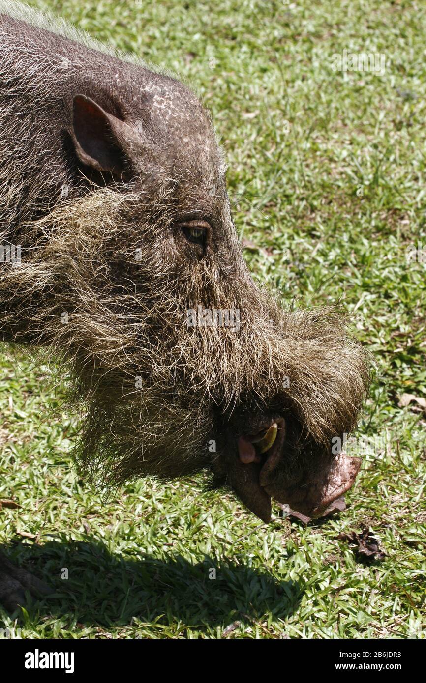 Bearded pig boar hi-res stock photography and images - Alamy