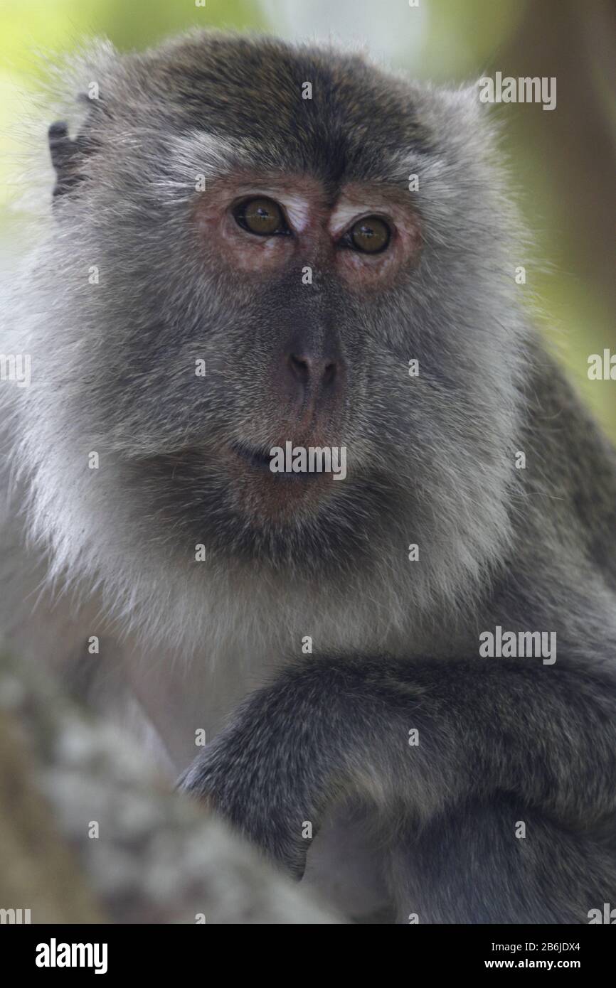 Macaques malaysia hi-res stock photography and images - Alamy