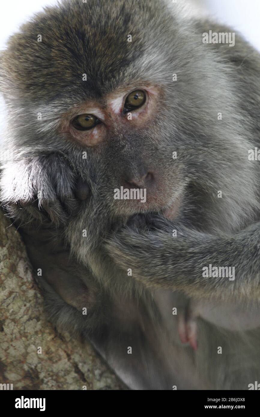 Macaques malaysia hi-res stock photography and images - Alamy