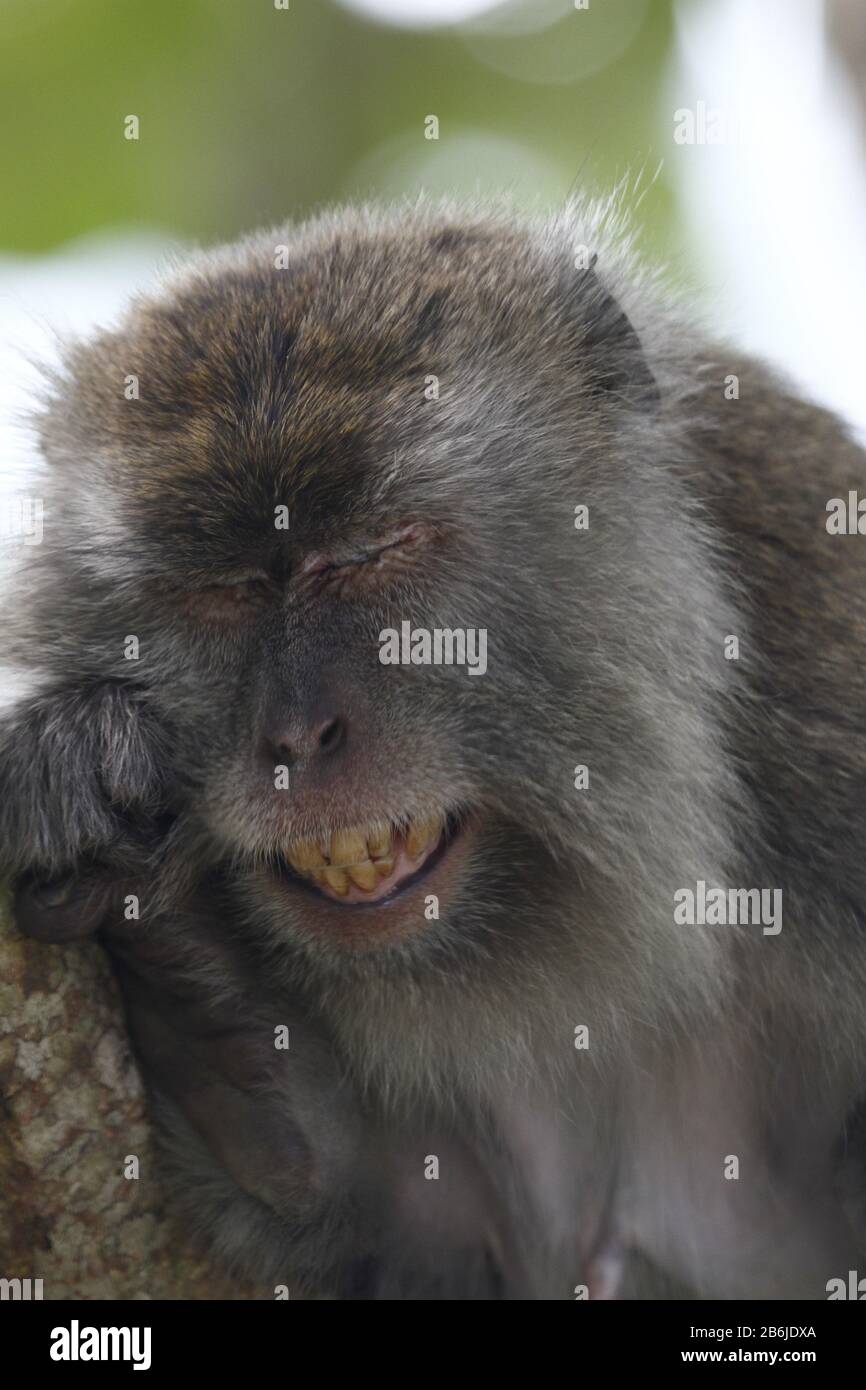 Macaques malaysia hi-res stock photography and images - Alamy