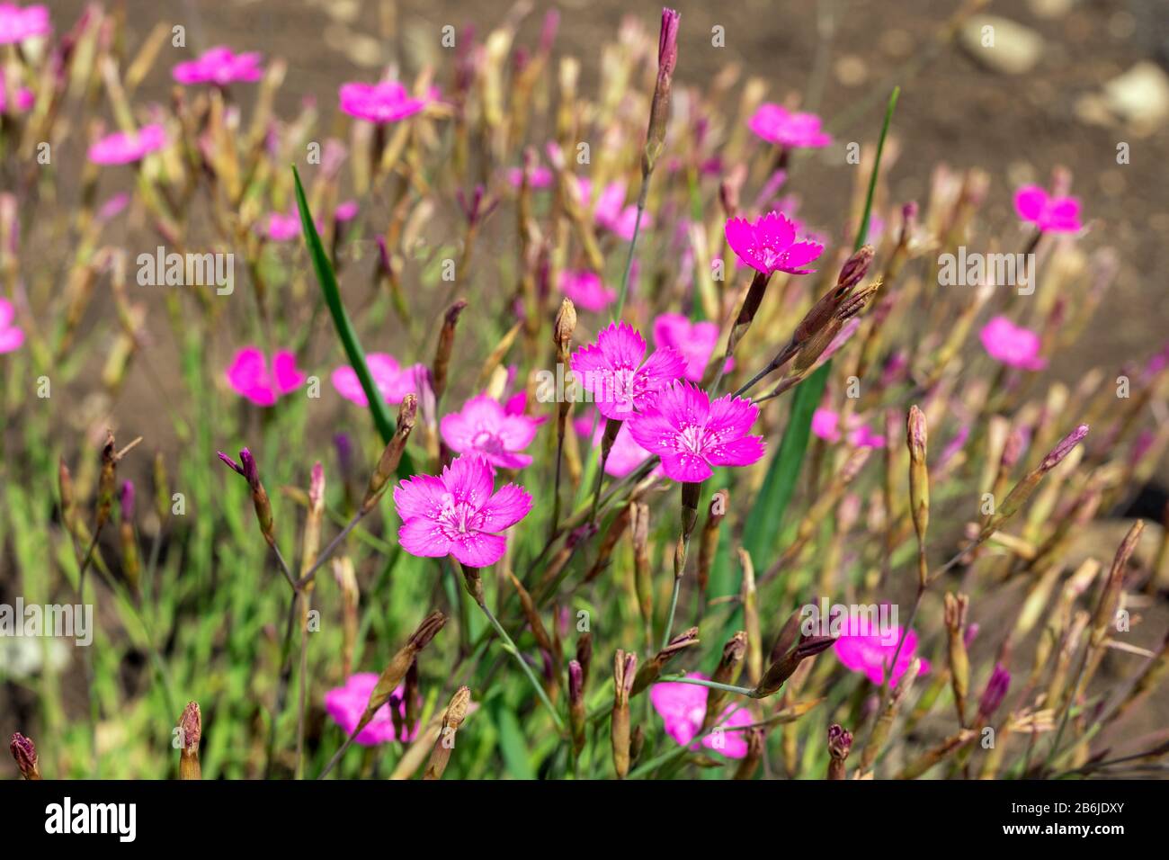 Cheddar pink hi-res stock photography and images - Alamy