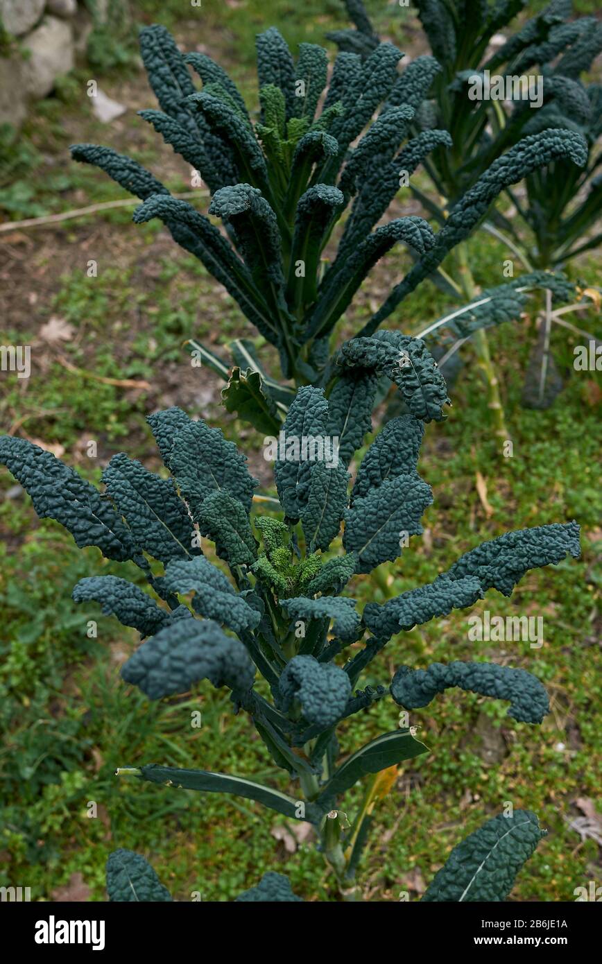 Tuscan kale fresh plants Stock Photo - Alamy