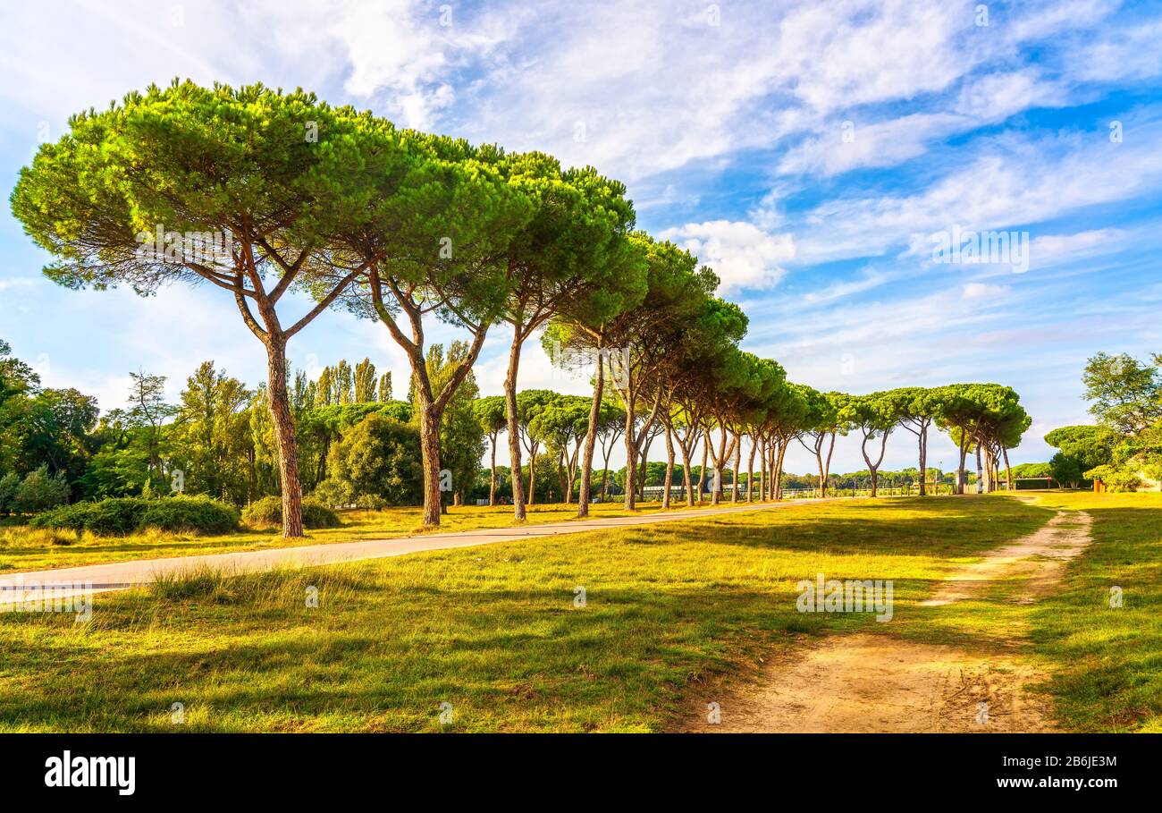Rossore park hi-res stock photography and images - Alamy