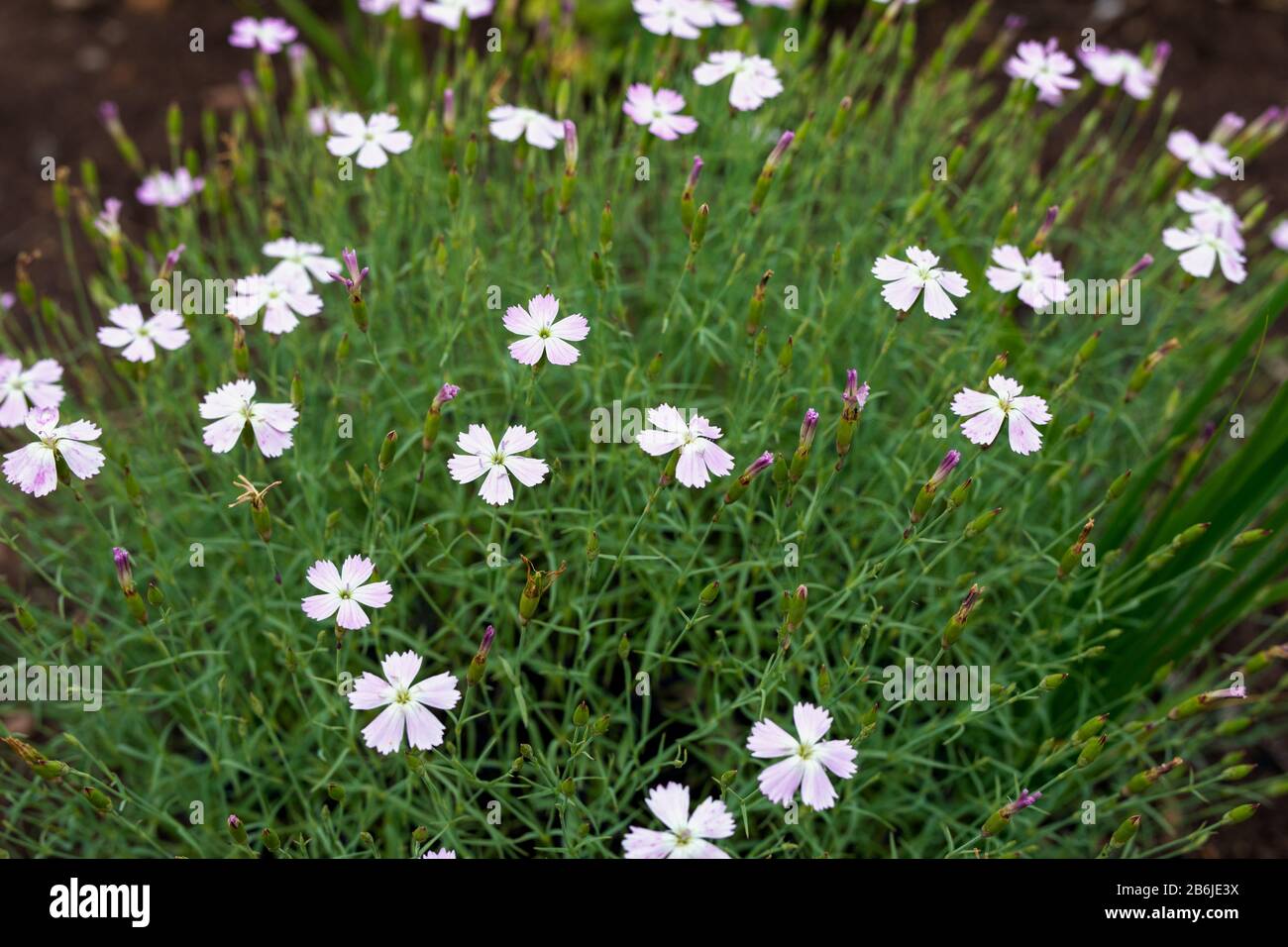 pink and white blooming gillyflower carnation flowers. Bright red wild ...