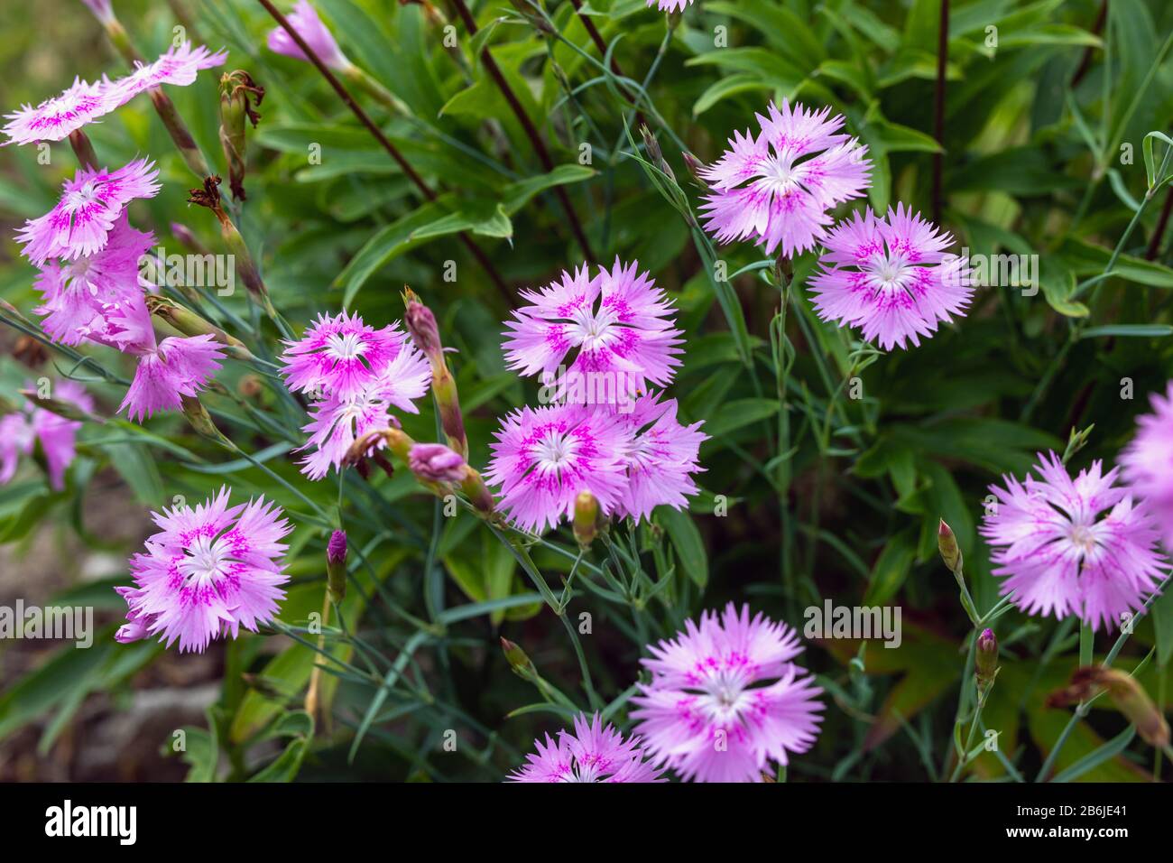 Dianthus chinensis flower pink backgrounds bloom at spring in garden ...
