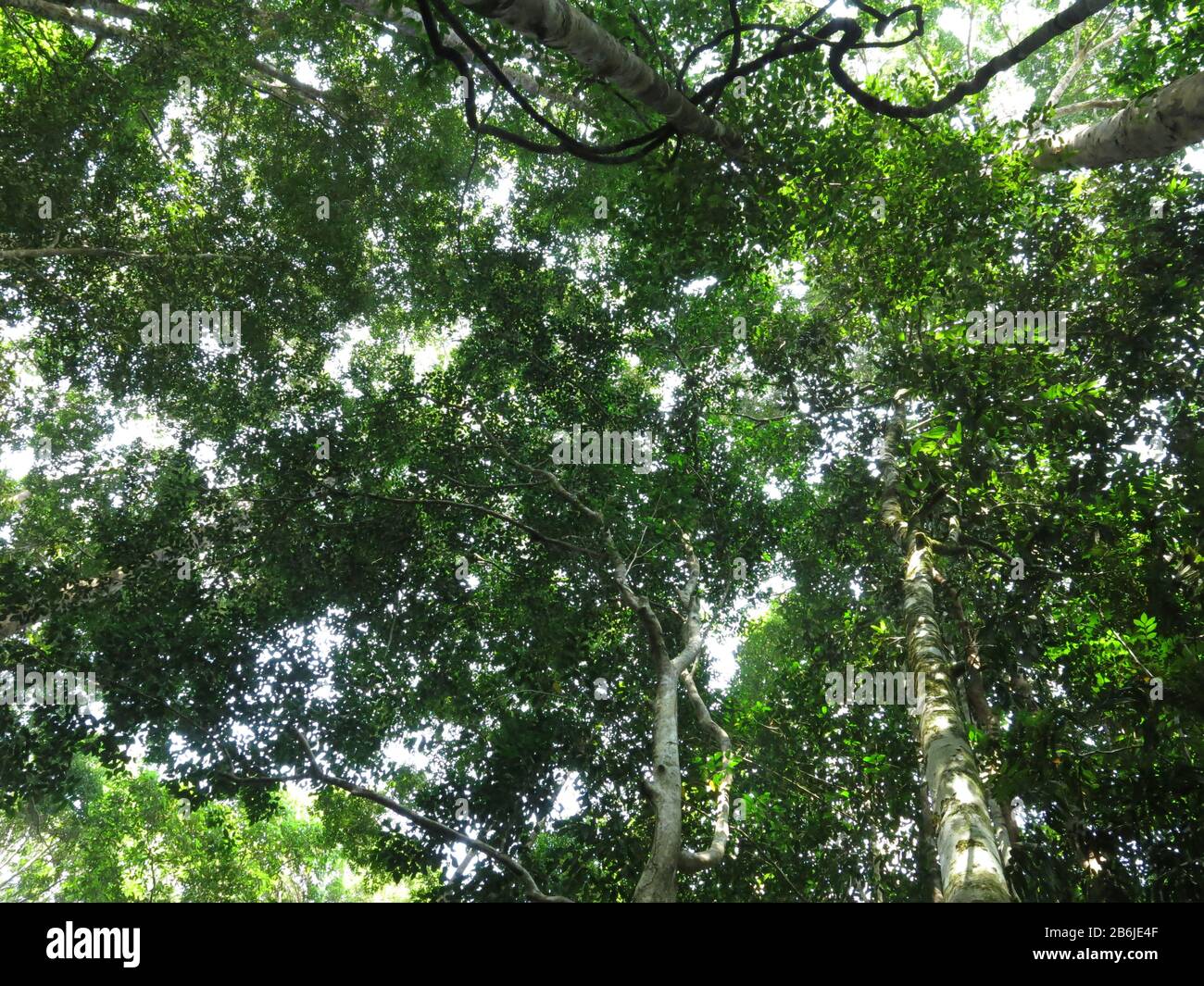 Rainforest leaves sarawak malaysia hi-res stock photography and images ...