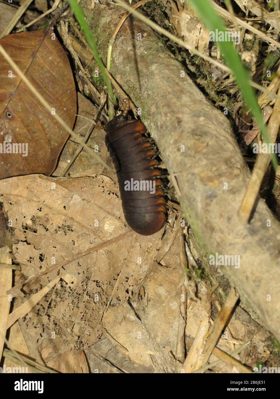 Woodlouse leaves hi-res stock photography and images - Alamy