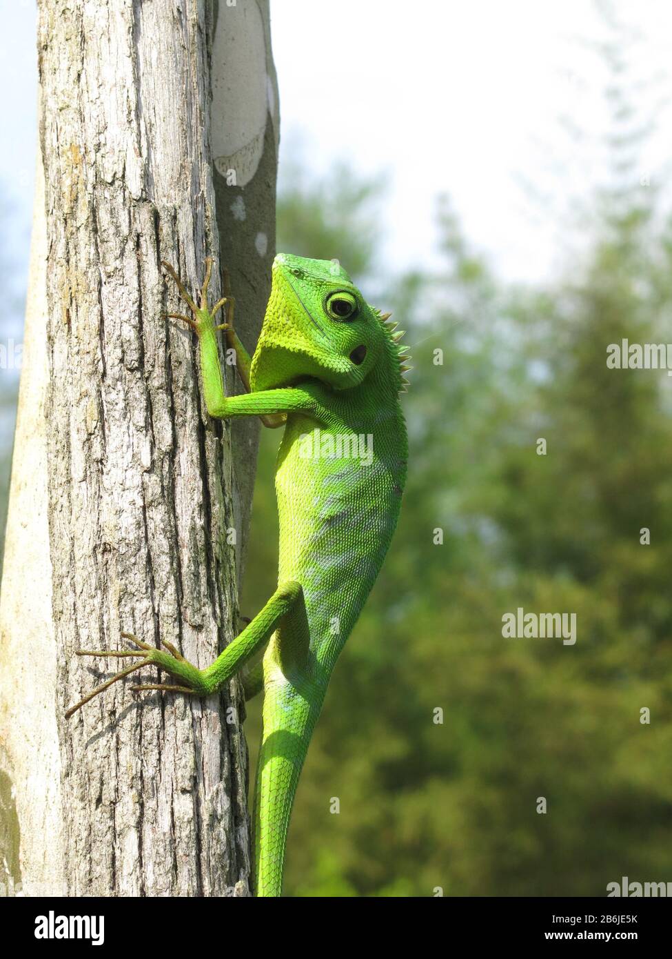 Wet lizard hi-res stock photography and images - Alamy