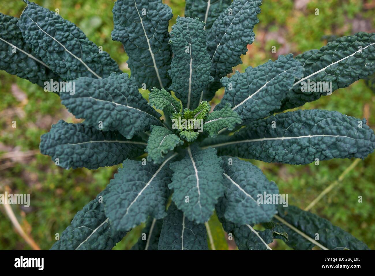 Tuscan kale fresh plants Stock Photo - Alamy
