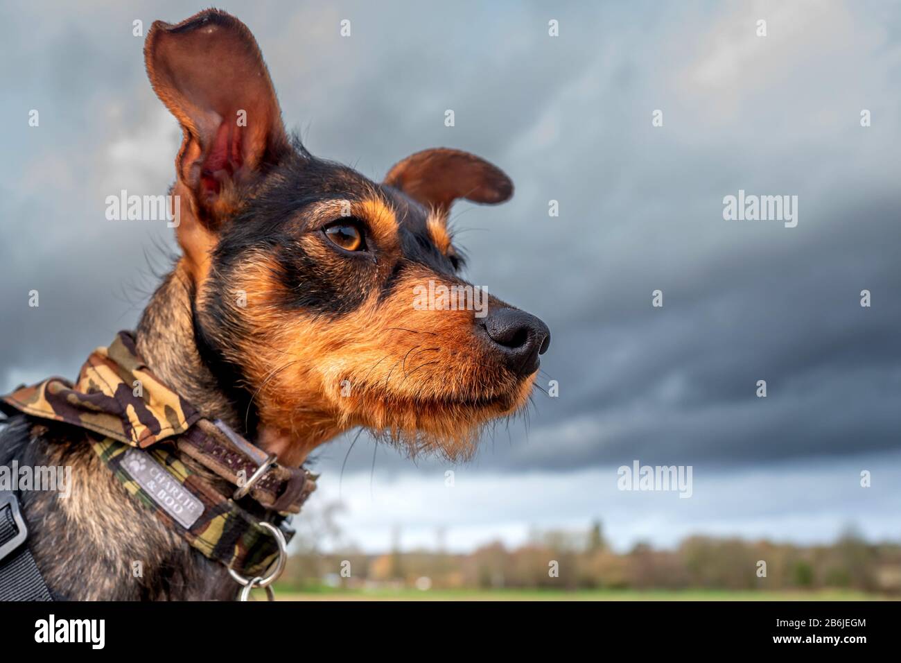 Cowdray castle dog hi-res stock photography and images - Alamy