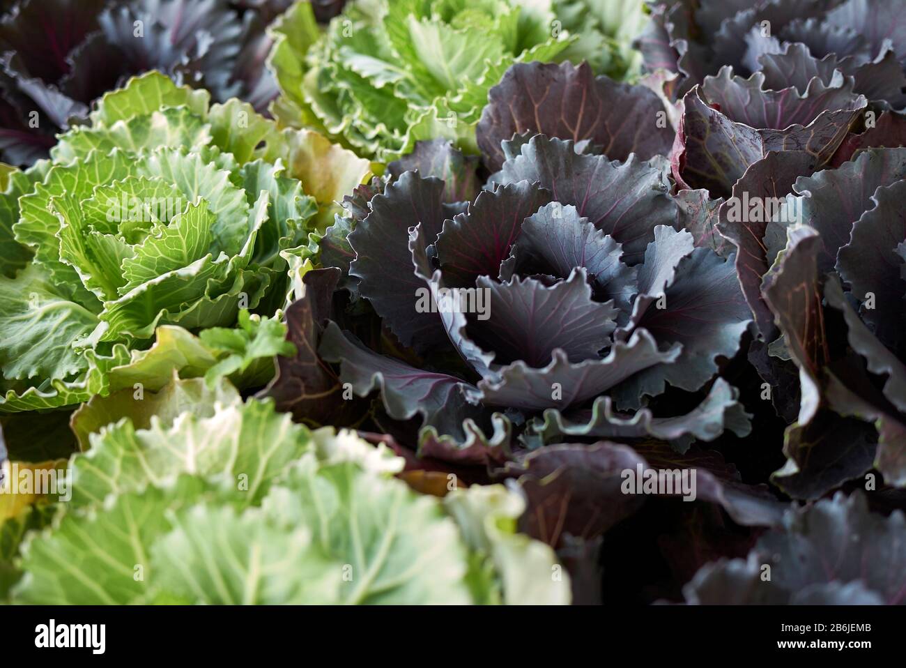 Capitate hi-res stock photography and images - Alamy