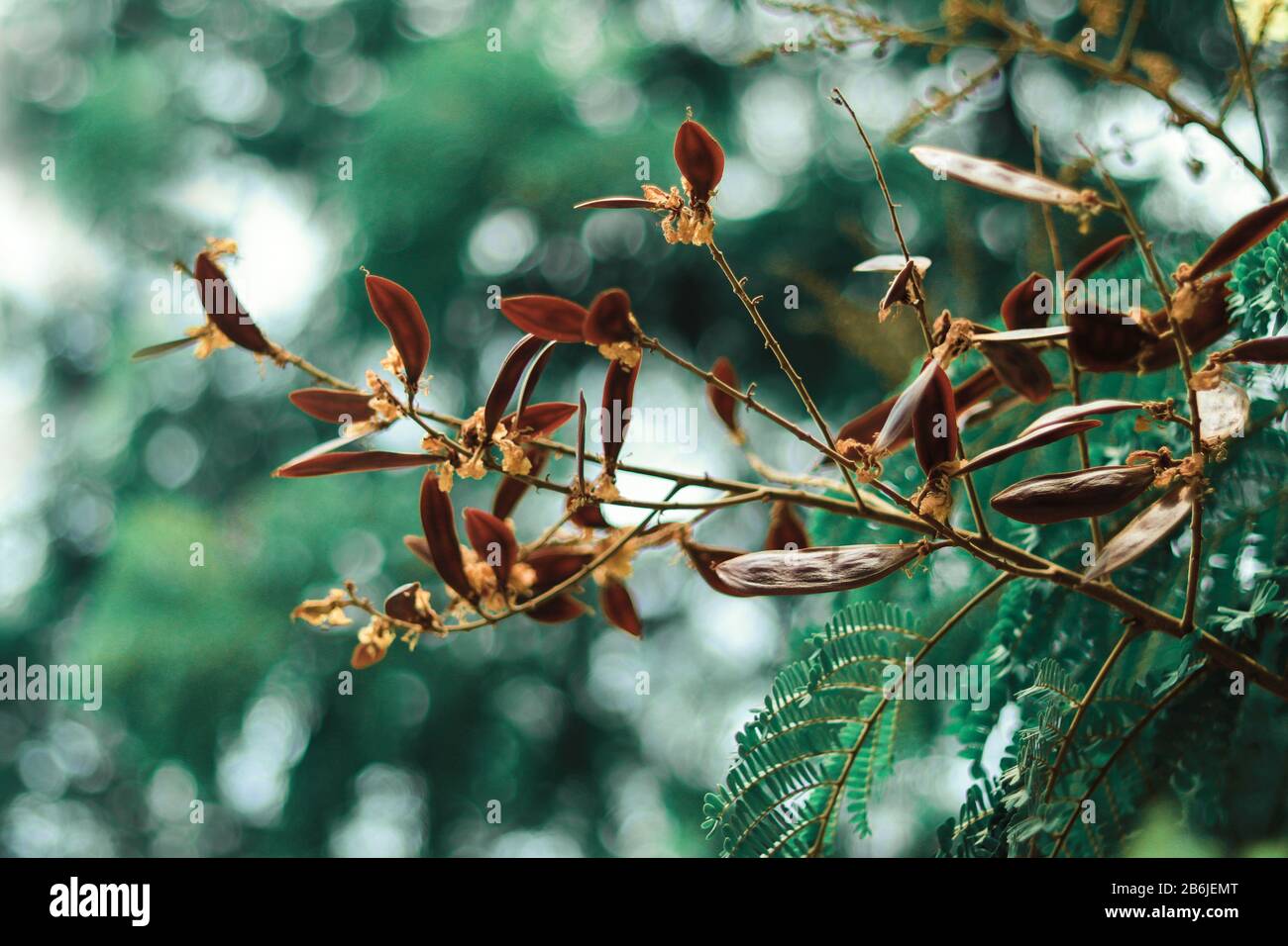 A BRANCH OF THE TREE Stock Photo - Alamy