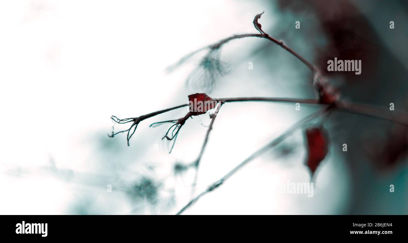 RED DRY LEAVES FELL DURING AUTUMN PHOTOGRAPHED IN A CLOUDY WHITE SKY ...