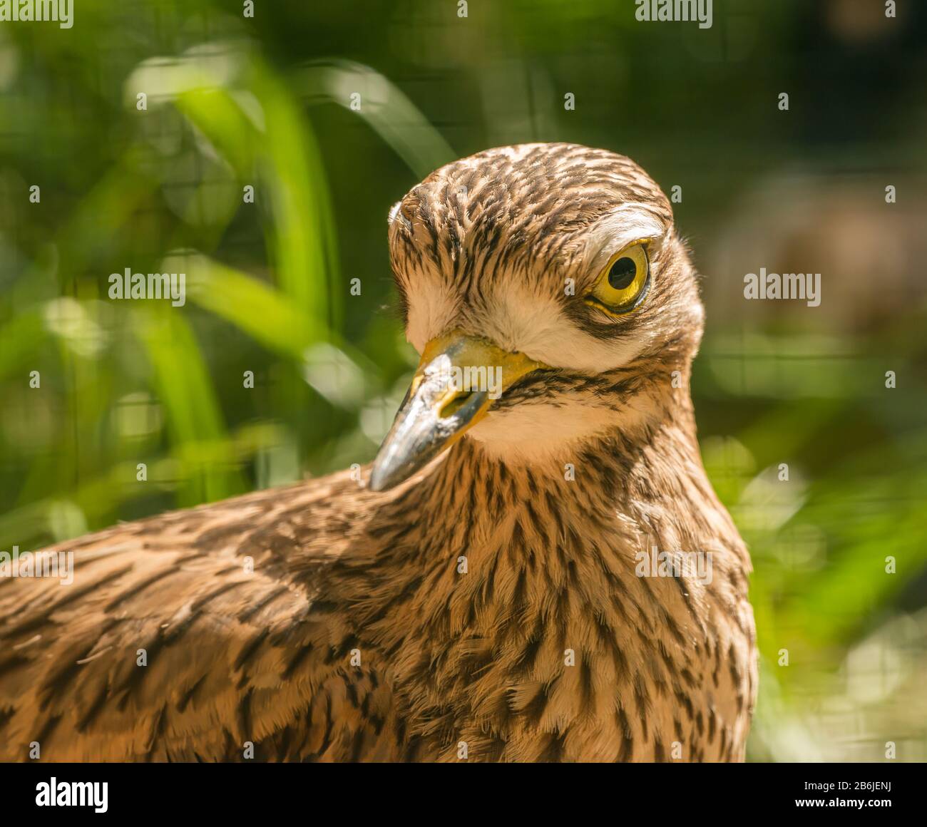 African dikkop hi-res stock photography and images - Alamy