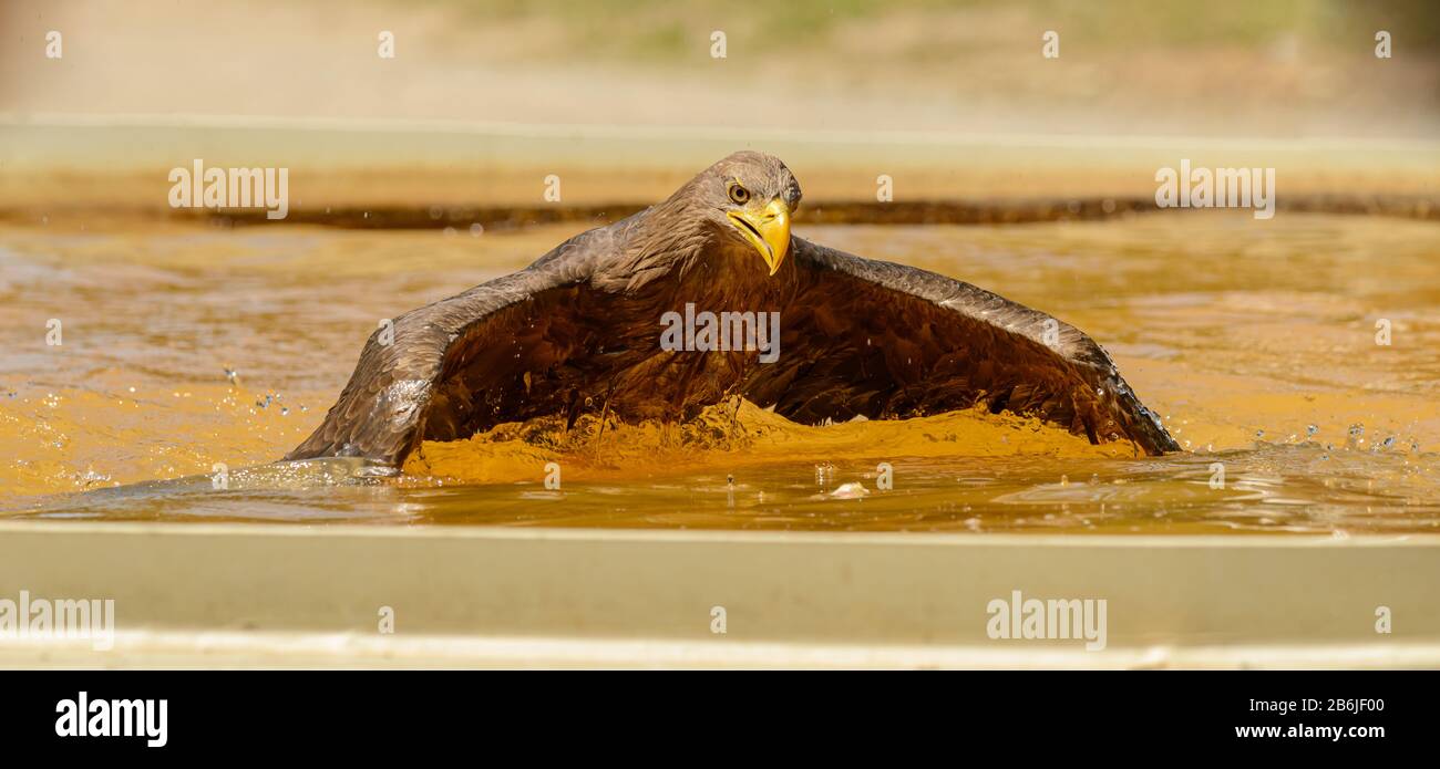 an eagle swimming in pool of water in zoo Stock Photo - Alamy