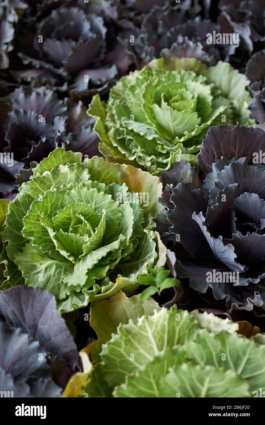 Capitate hi-res stock photography and images - Alamy
