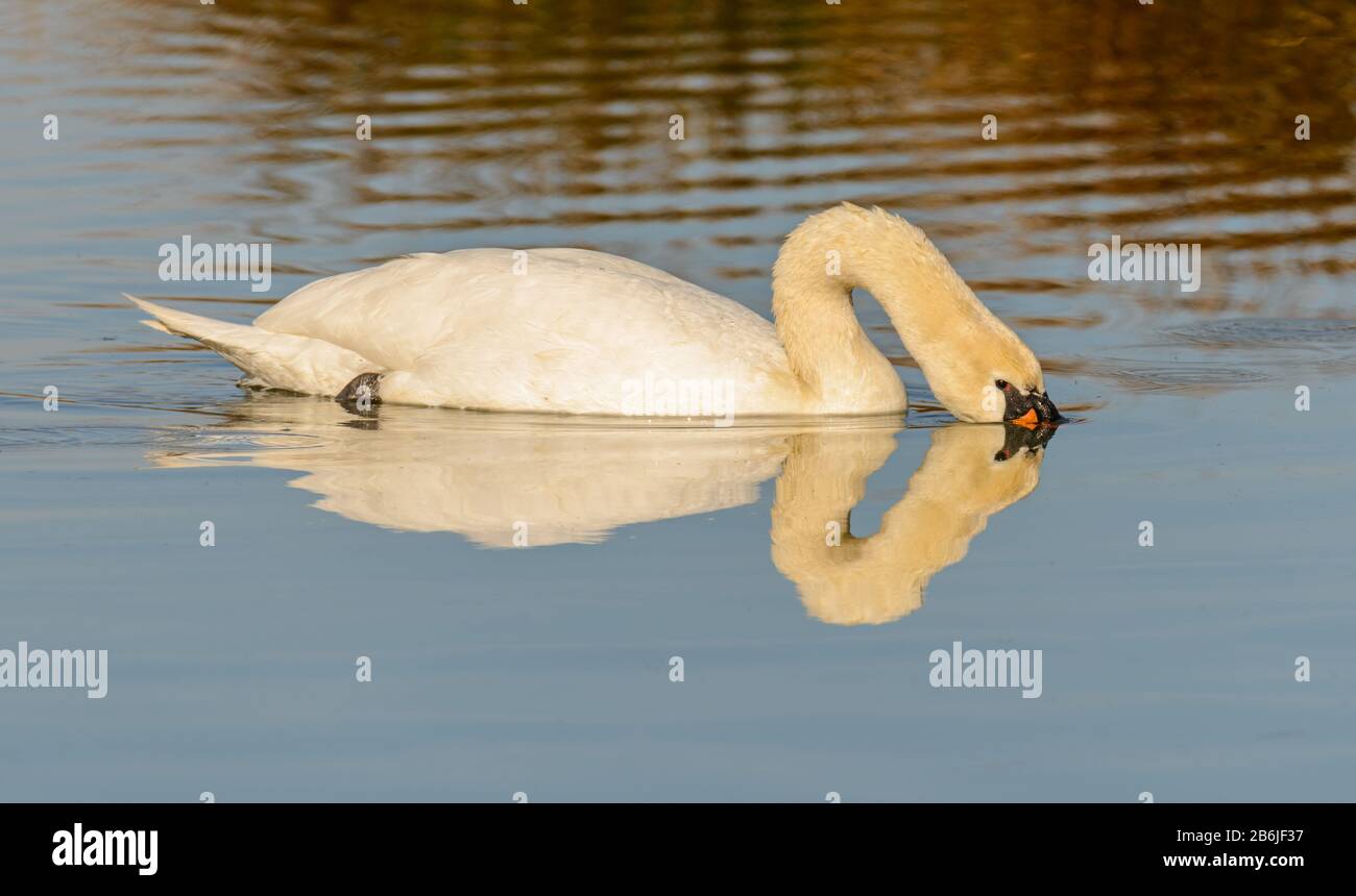 Swan dive hi-res stock photography and images - Alamy