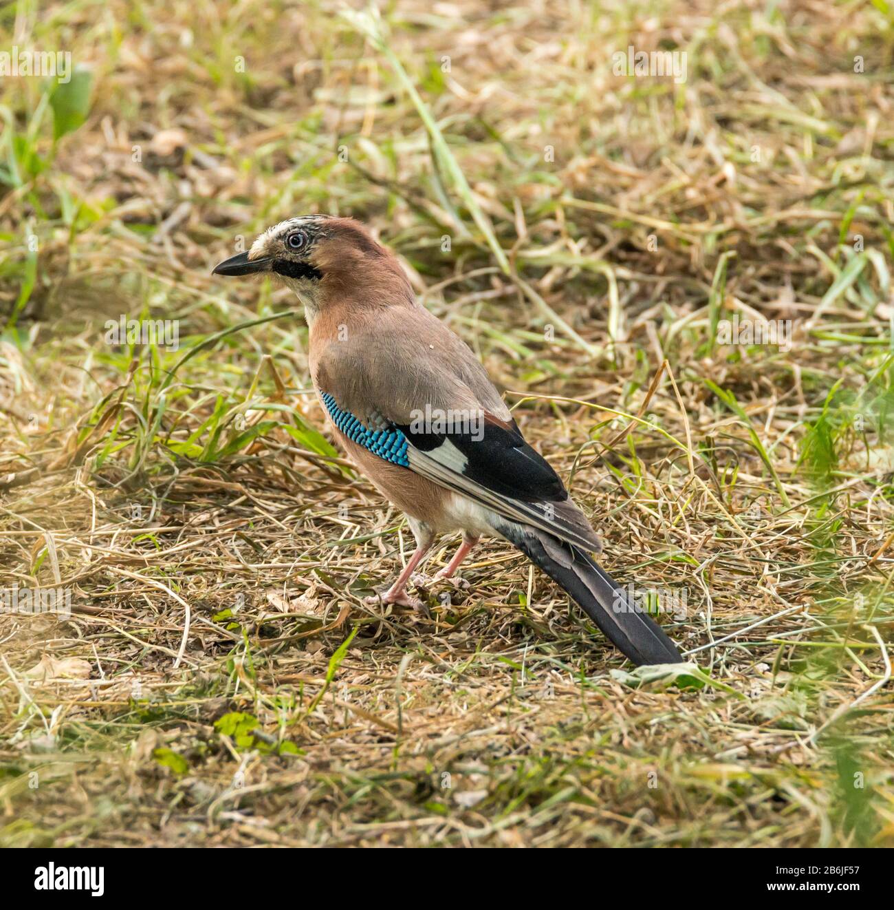 Grey jay bird watching hi-res stock photography and images - Alamy