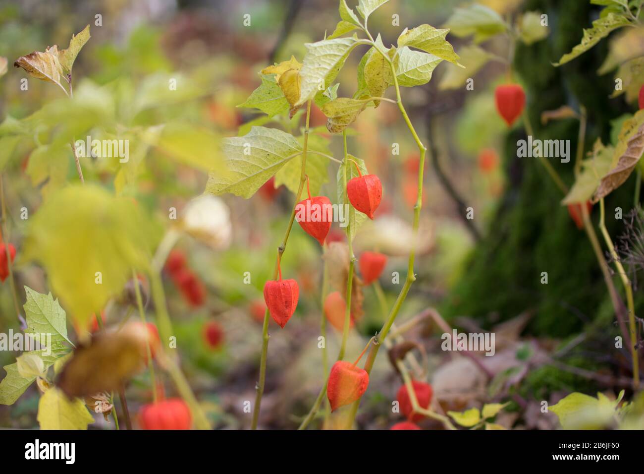Red bladder cherry (Physalis alkekengi) plants with green autumn ...