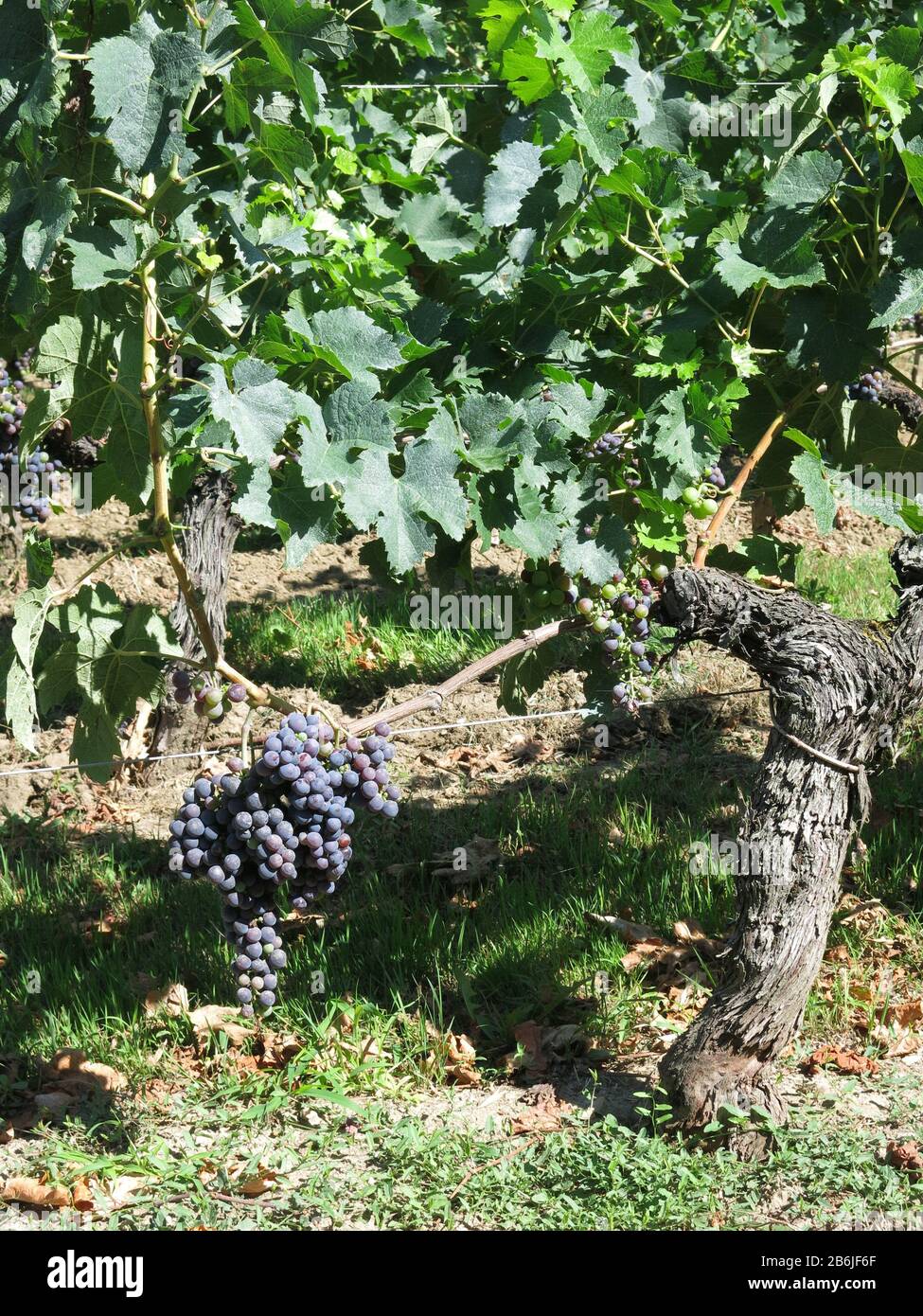 Old vines hi-res stock photography and images - Alamy