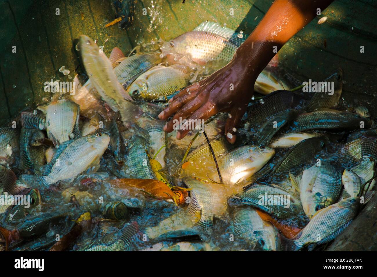 Labors are unloading different types of fish from fishing port. Fish is ...